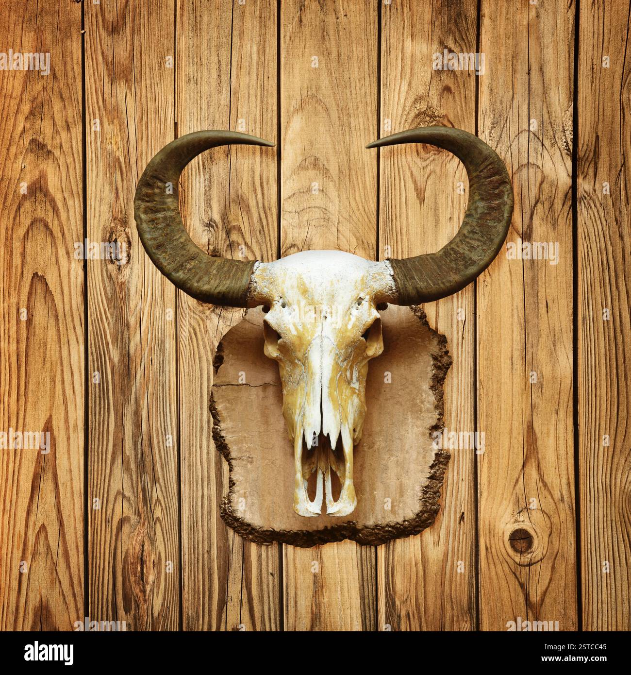 African buffalo head trophy hi-res stock photography and images - Alamy