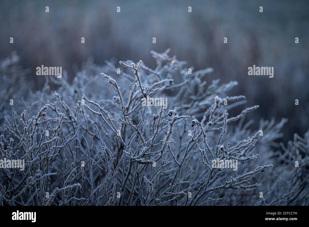 Keitum, Germany. 18th Feb, 2025. Branches covered in hoarfrost in the ...