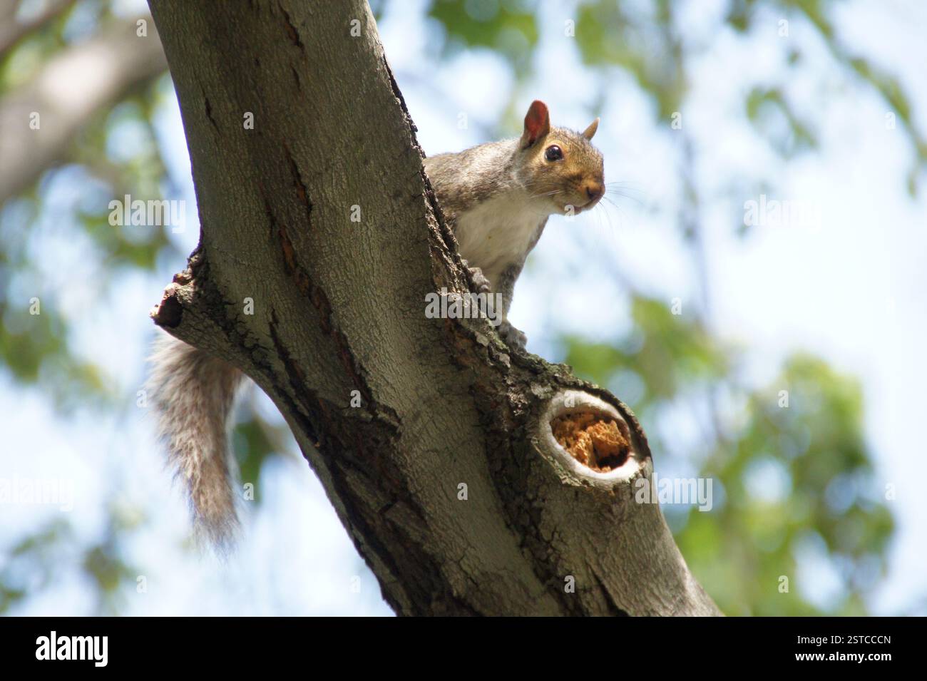 Resourceful natured hi-res stock photography and images - Alamy