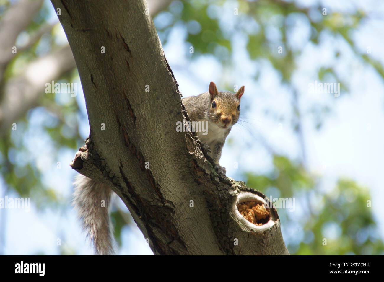 Eastern gray squirrel Boston perched on a tree branch, looking ...