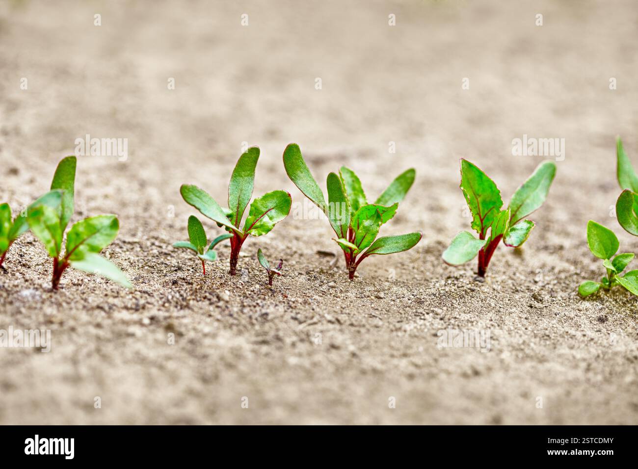 Beet sprouts in the garden on a bed Stock Photo - Alamy