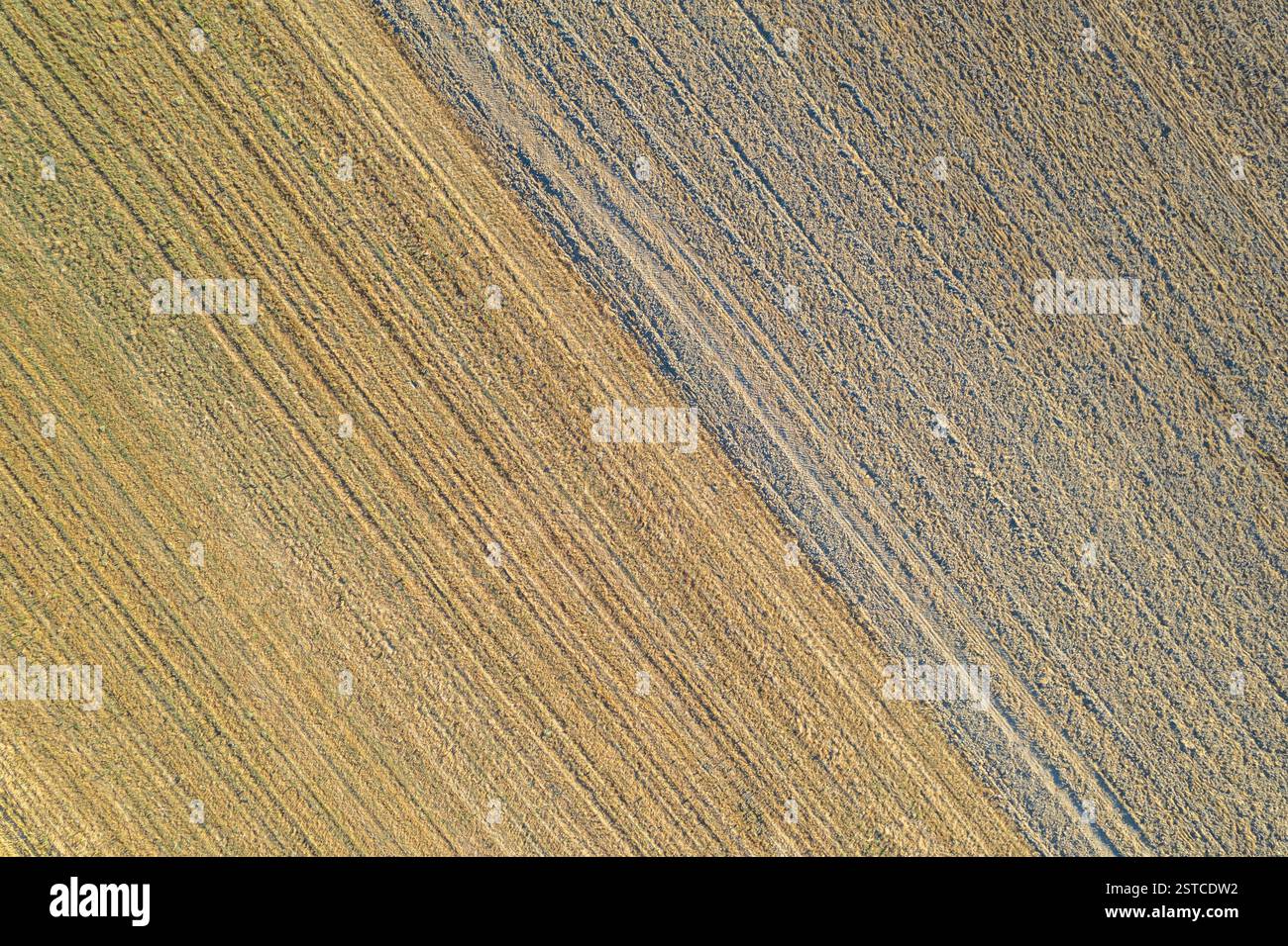 drone aerial top view of a mowed wheat field at harvest, agriculture ...