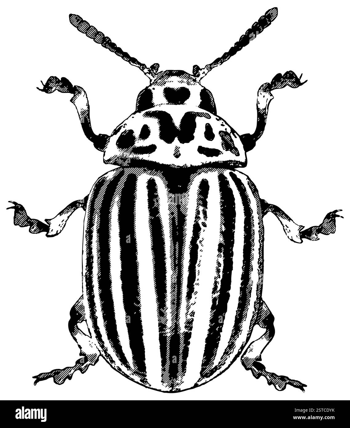 Colorado beetle - illustration Stock Photo - Alamy