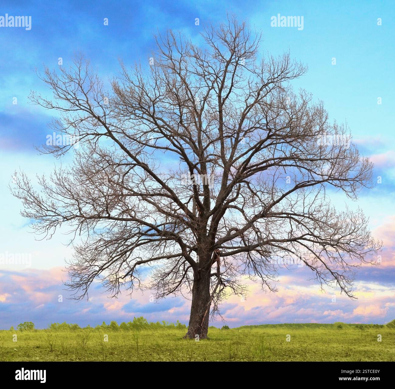 Oak tree without leaves Stock Photo - Alamy