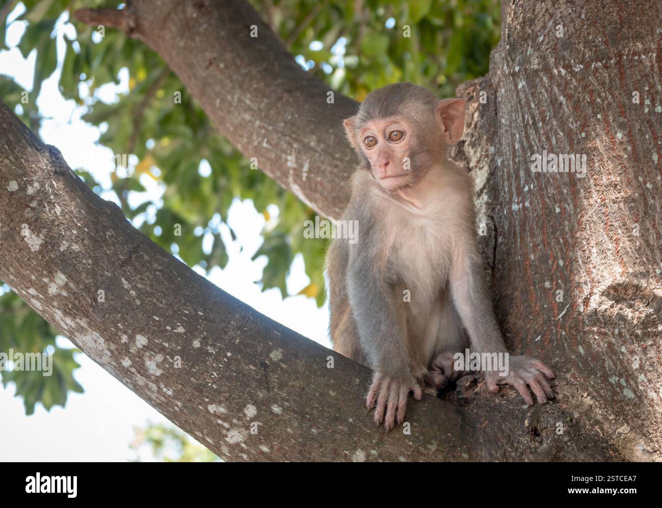 Rhesus macaque monkey sitting in a tree at the Chùa Linh Ứng Buddhist temple forest in DaNang ...