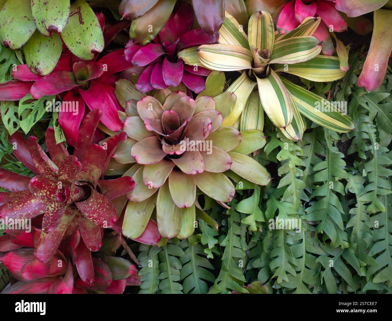 Beautiful Leaves pattern for nature Background Stock Photo - Alamy
