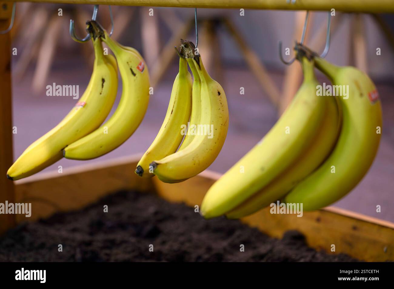 Bio-Lebensmittel Bananen sind zu sehen auf der BIOFACH 2025, der ...