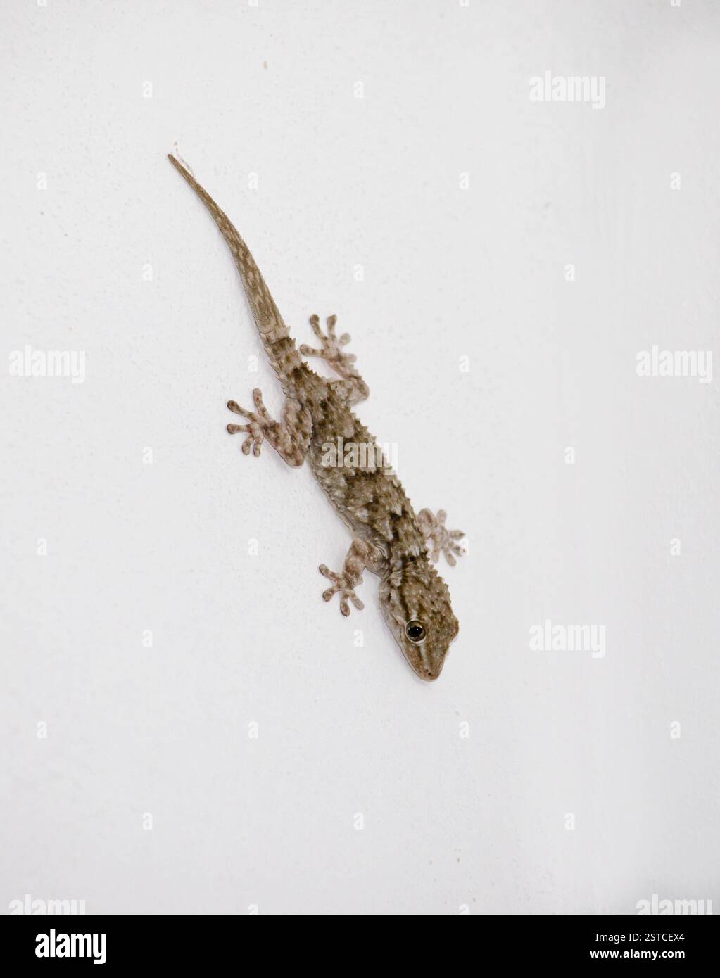 Small green gecko wall hi-res stock photography and images - Alamy
