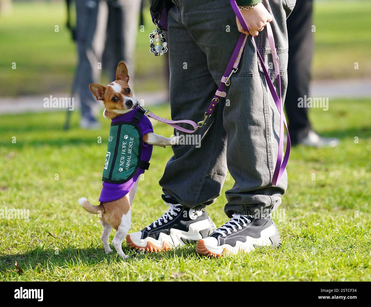 Emily Washington, 39, from Rochester with Tilly, a 2 year-old Chihuahua ...