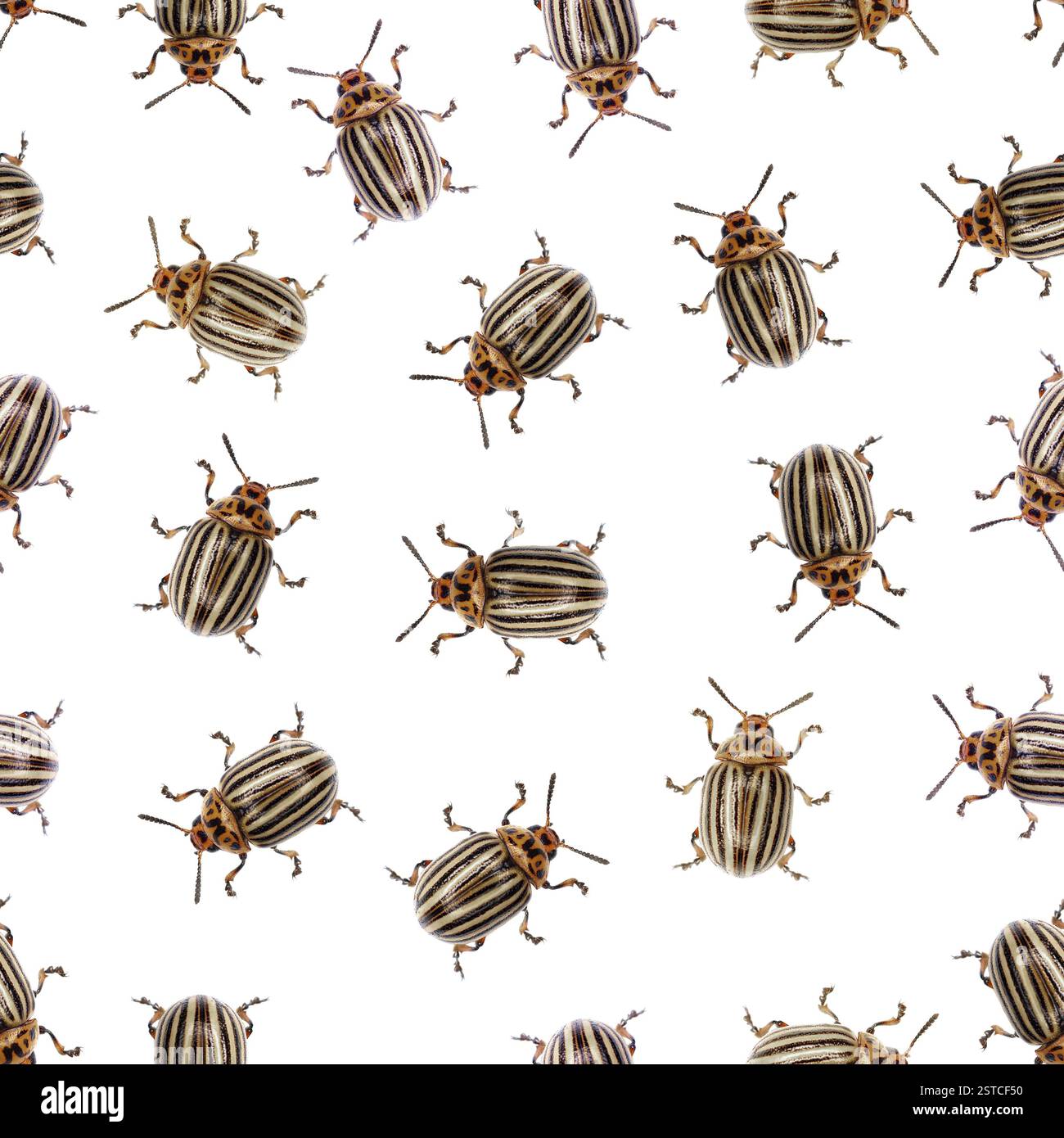 Seamless texture - Colorado beetle pests on a white background Stock ...