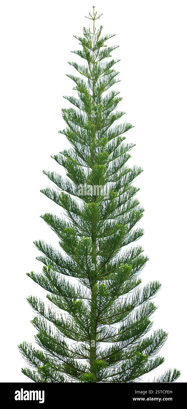 Norfolk pine tree isolated on white Stock Photo - Alamy