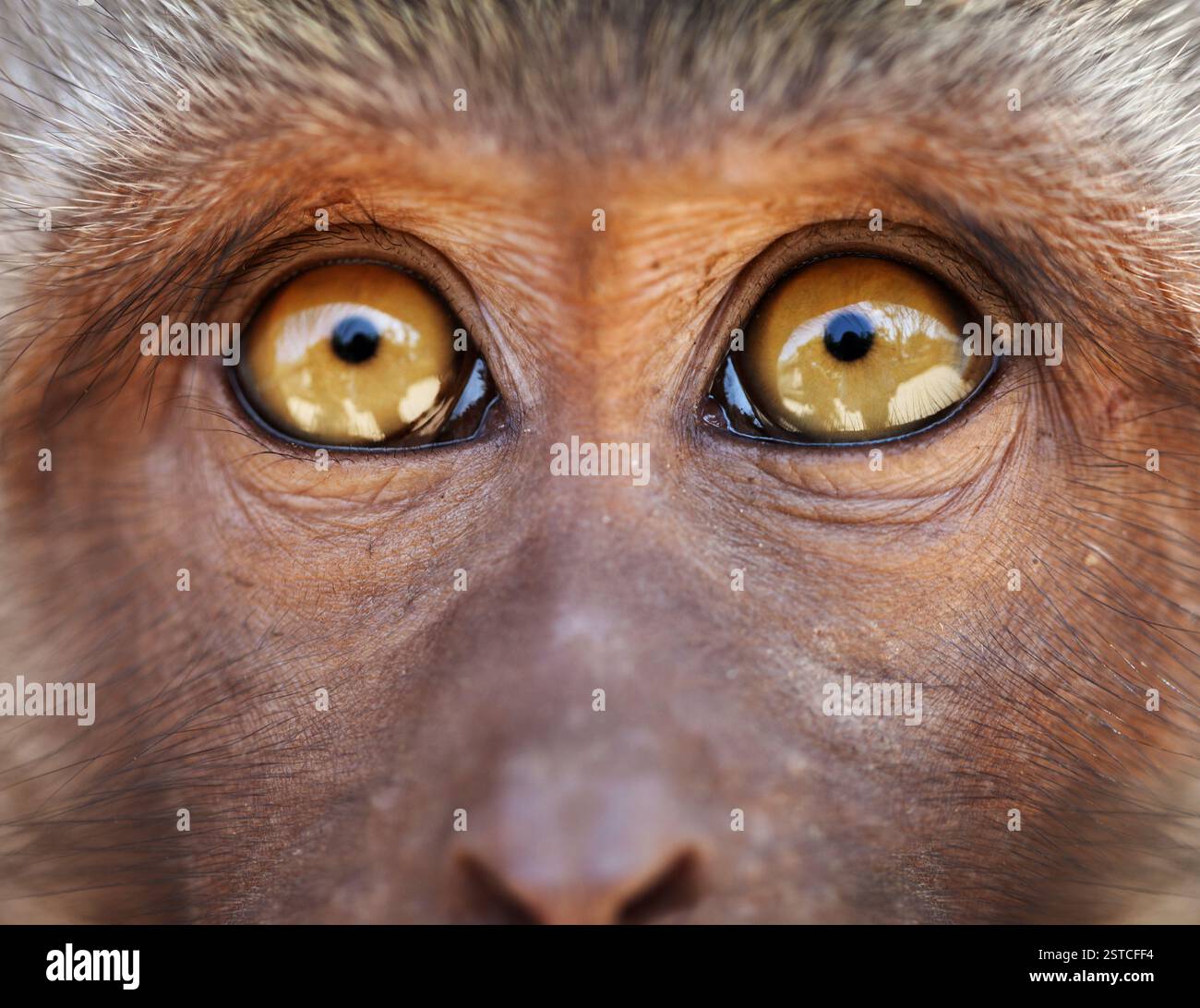 Monkey yellow eyes close up - Macaca fascicularis Stock Photo - Alamy