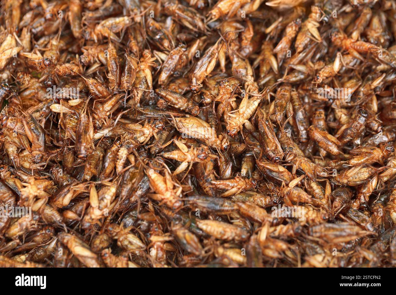 Crickets eating hi-res stock photography and images - Alamy