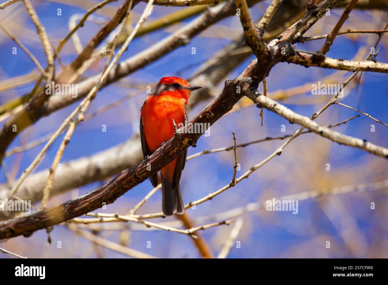 Male Vermilion Flycatcher (Pyrocephalus rubinus) perched in a tree ...