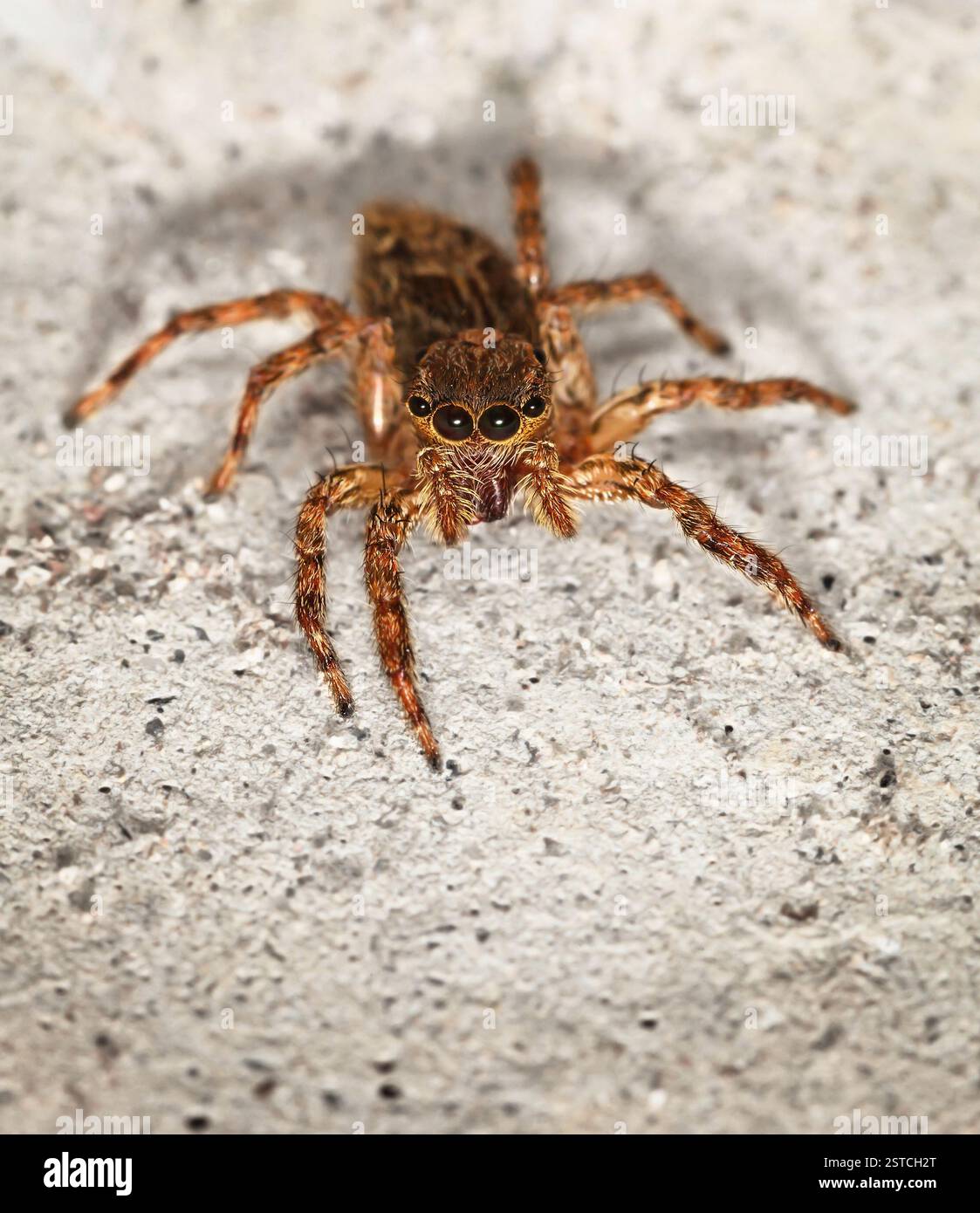 Salticidae hi-res stock photography and images - Alamy