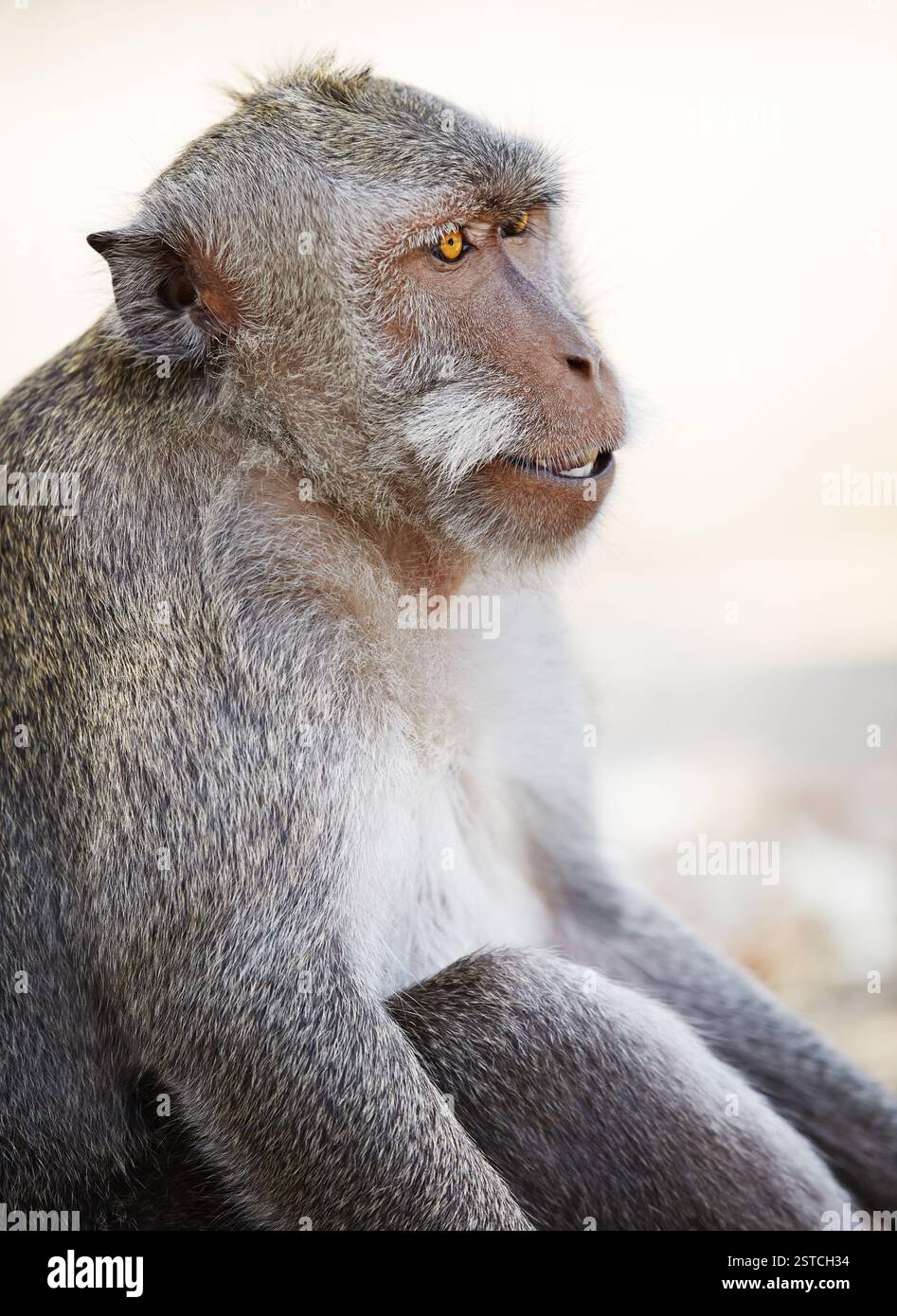 Monkey head smile face hi-res stock photography and images - Alamy