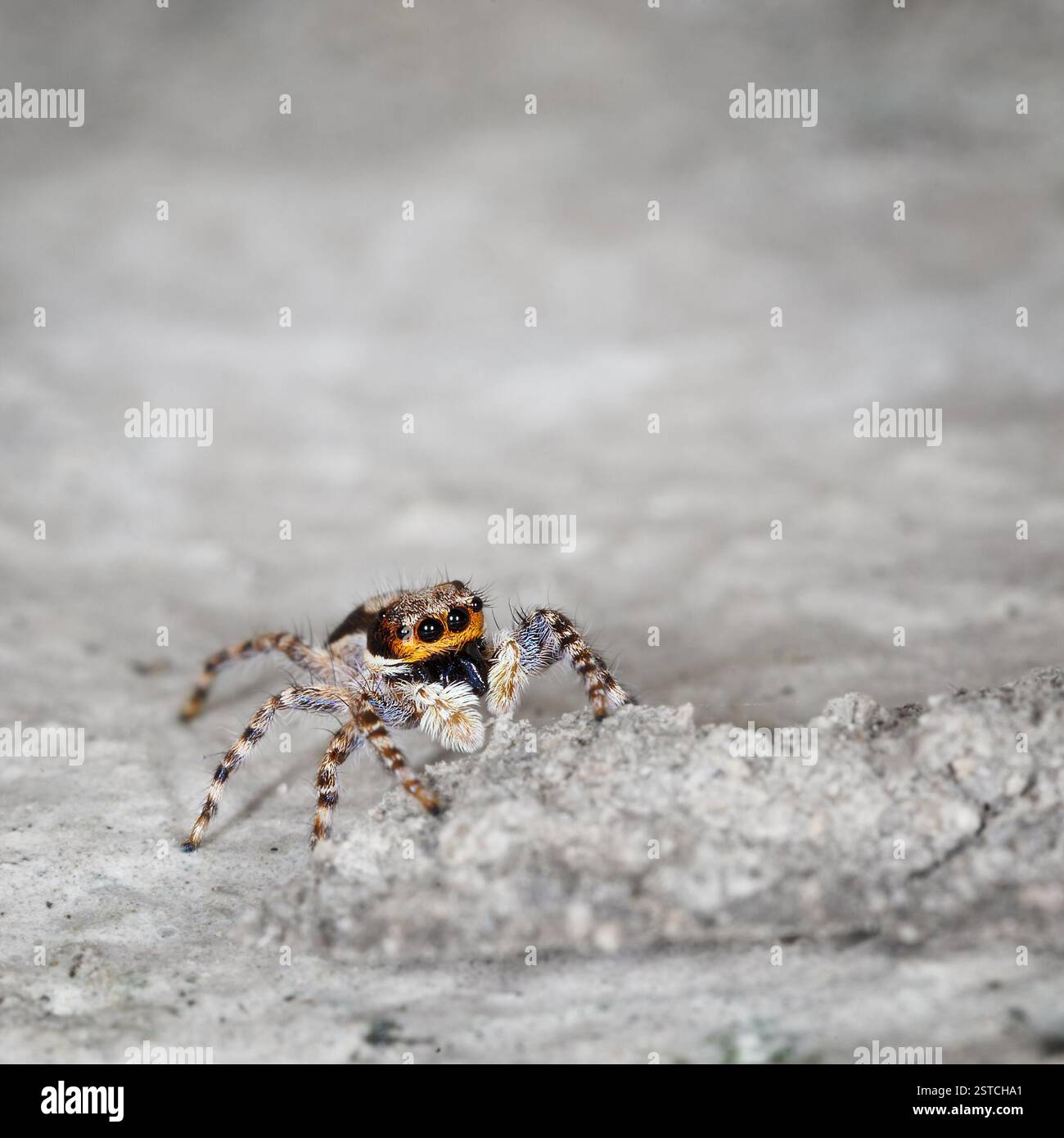 Salticidae - small spider on grey stone close up Stock Photo - Alamy