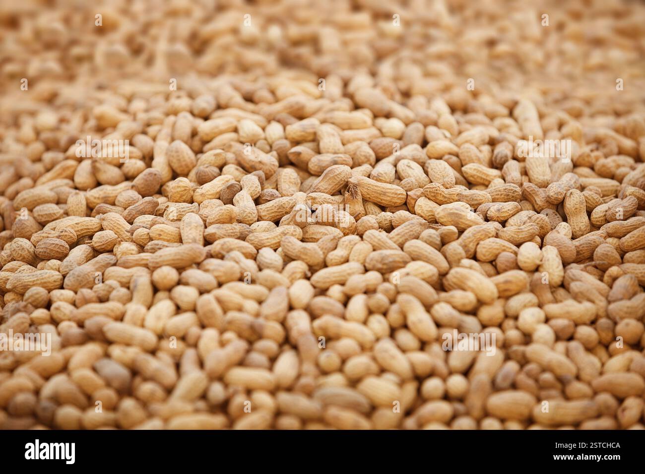 Peanuts in shells. Earthnut - traditional delicacy in Asian countries ...