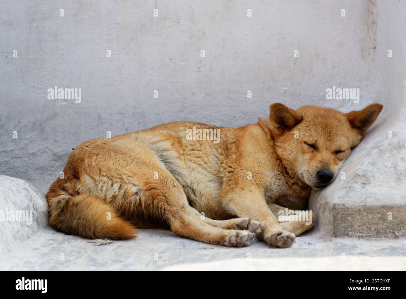 Dog sleeping against a white wall Stock Photo - Alamy