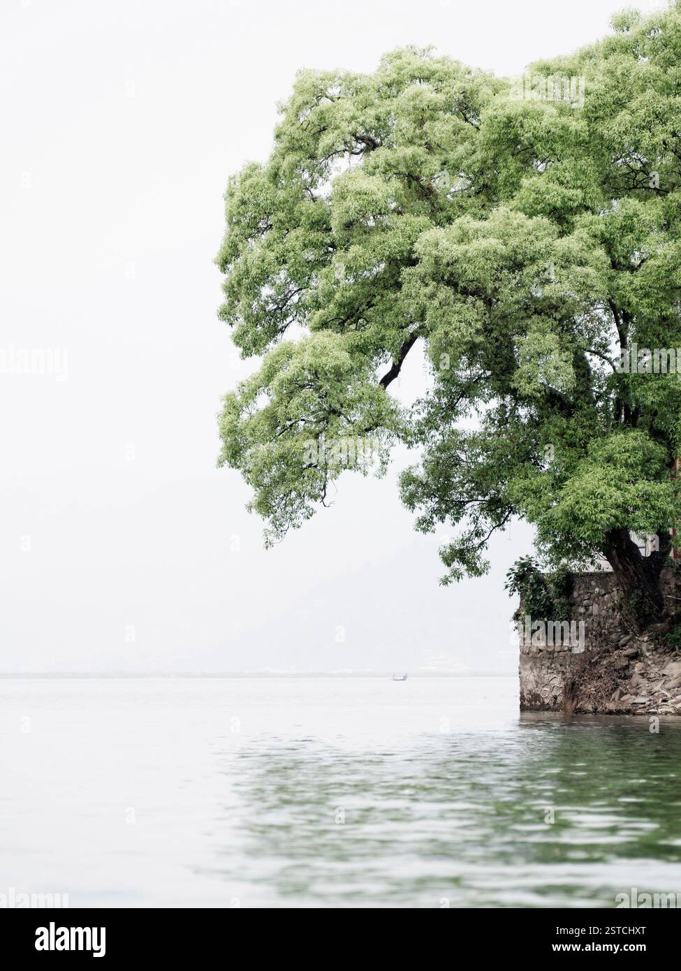 Tree next to a lake Stock Photo - Alamy