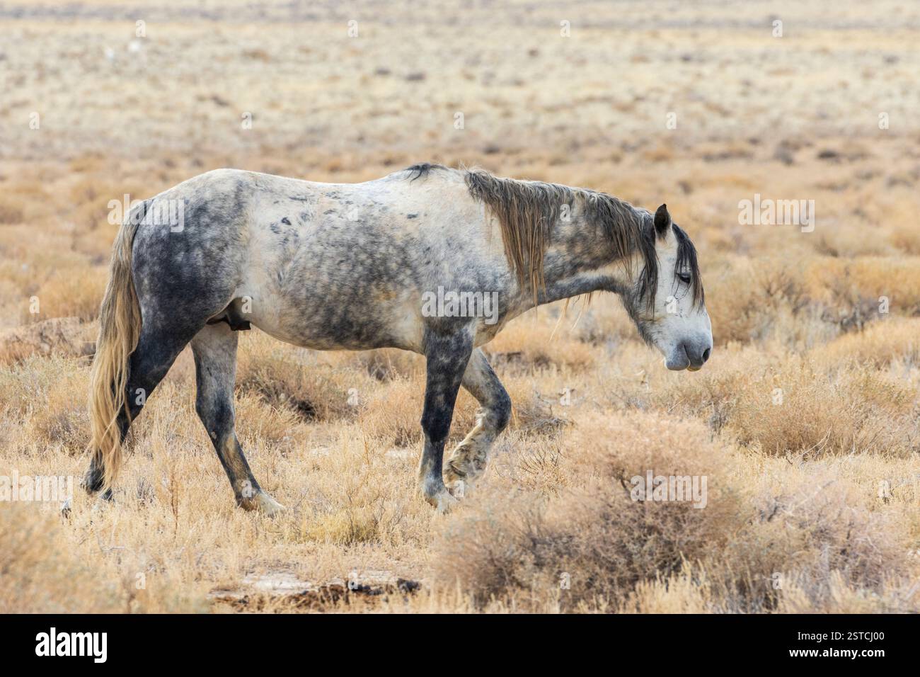 A wild roan mustang mare walking in the arid high desert near Pyramid ...