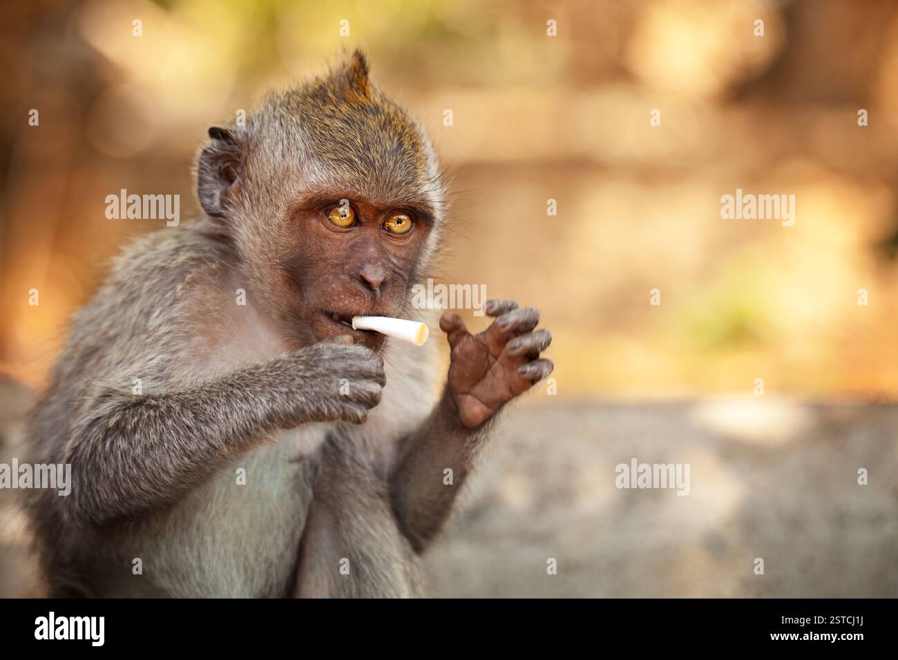 Monkey hand cigarette hi-res stock photography and images - Alamy