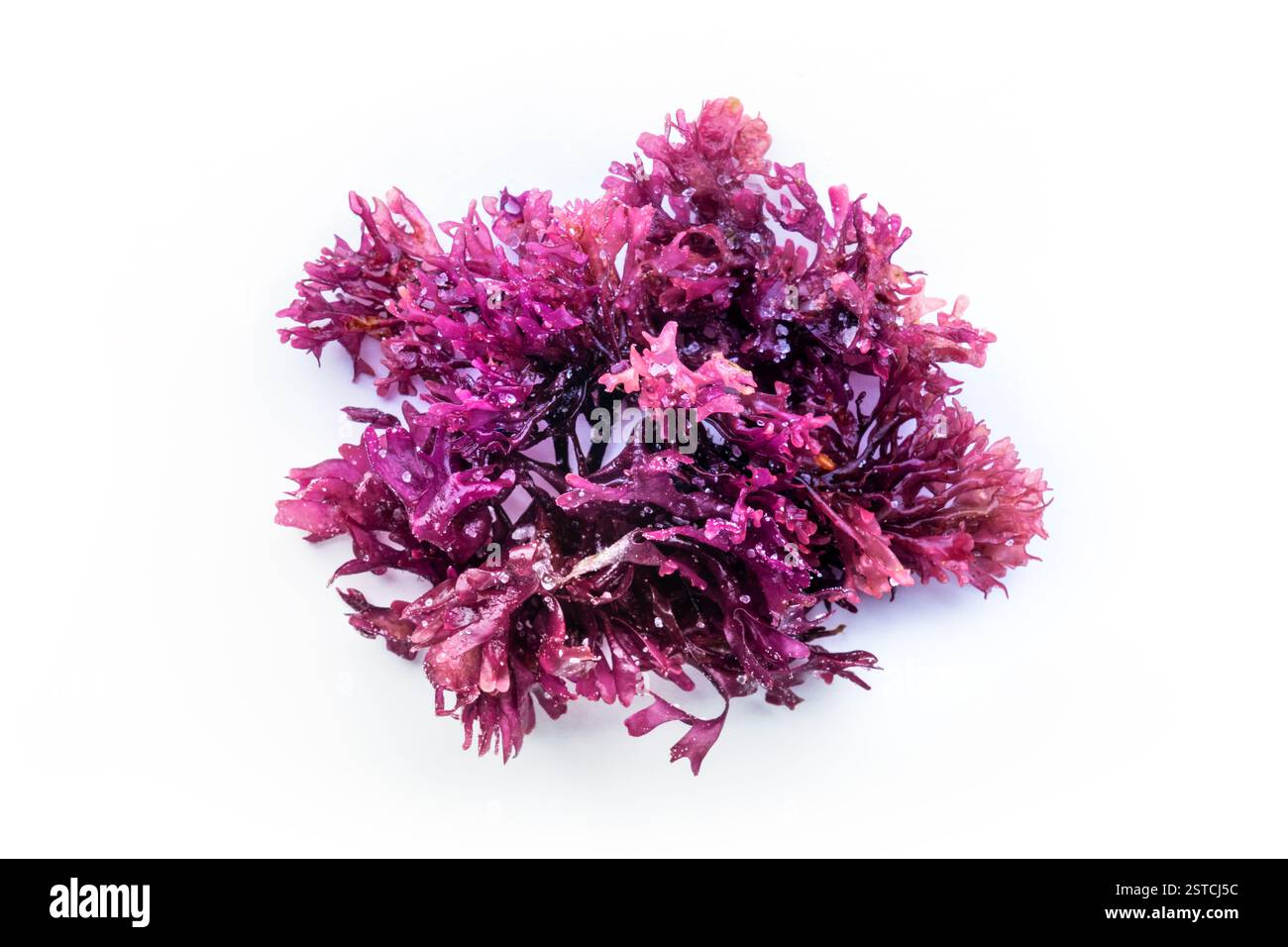 Irish sea moss, Chondrus crispus, edible seaweed, purple, isolated on a ...