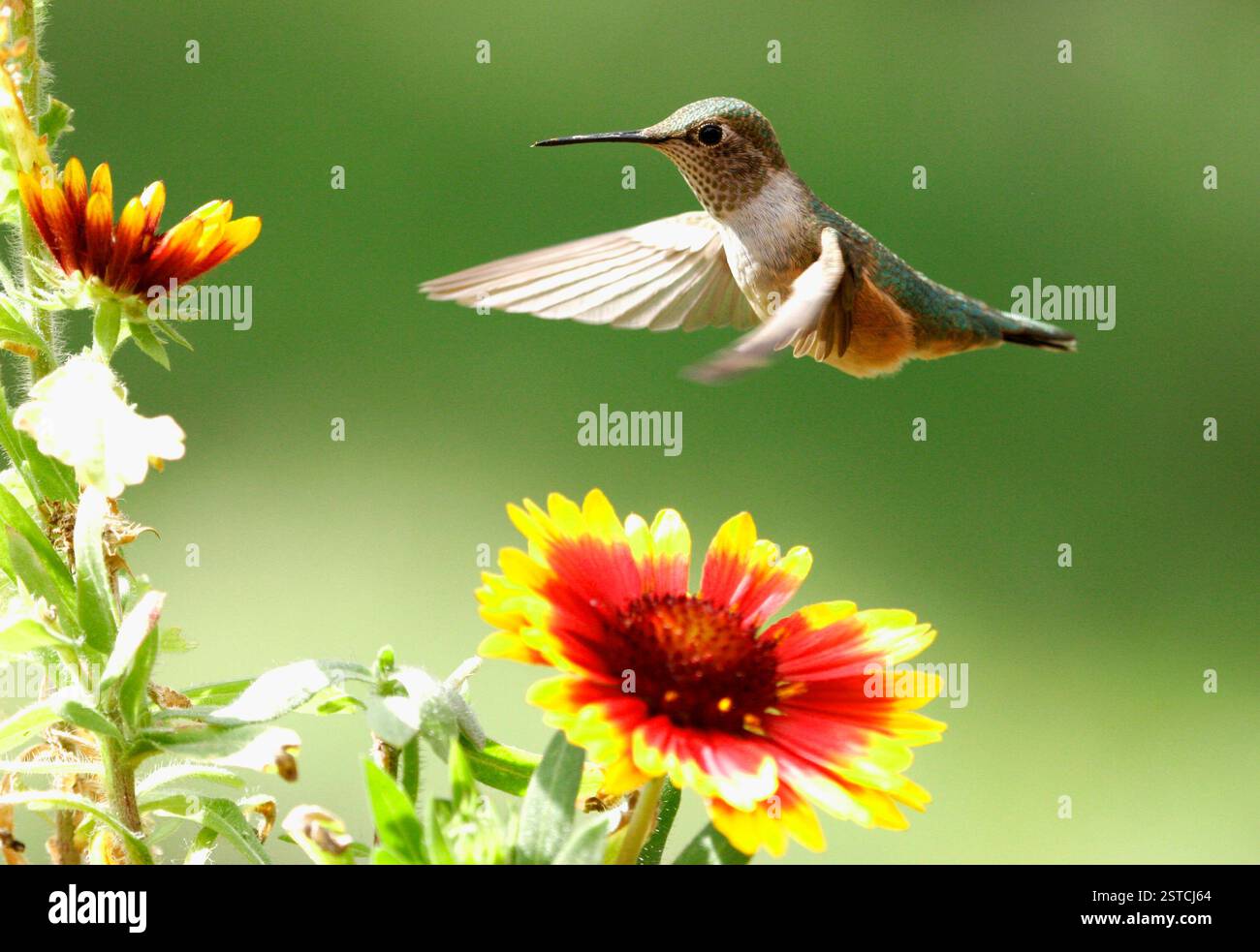 Broad-tailed hummingbird female Stock Photo - Alamy