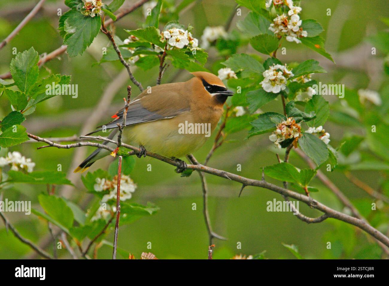 Cedar Waxwing (Bombycilla cedrorum Stock Photo - Alamy