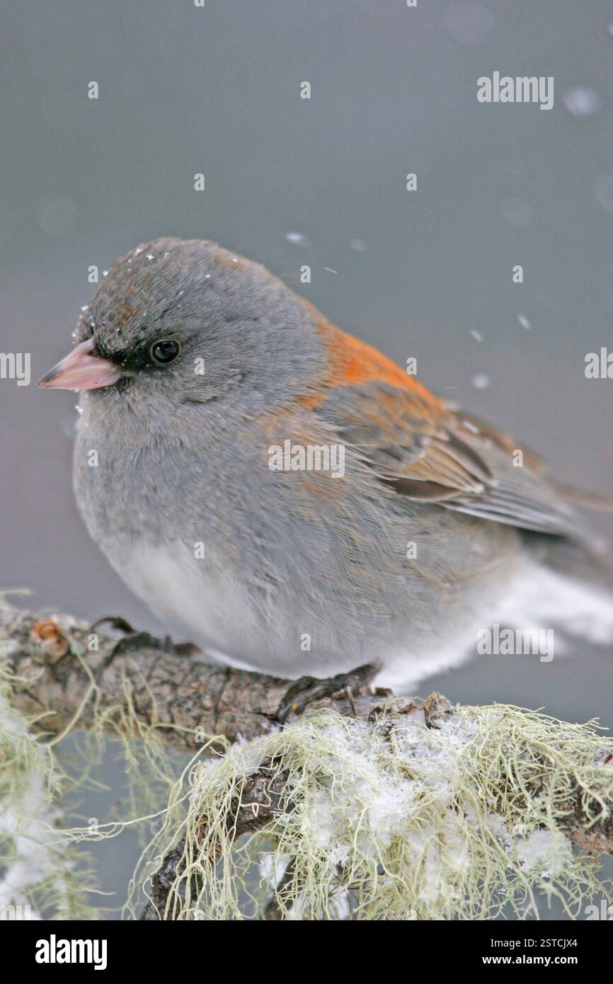 Grey junco bird hi-res stock photography and images - Alamy