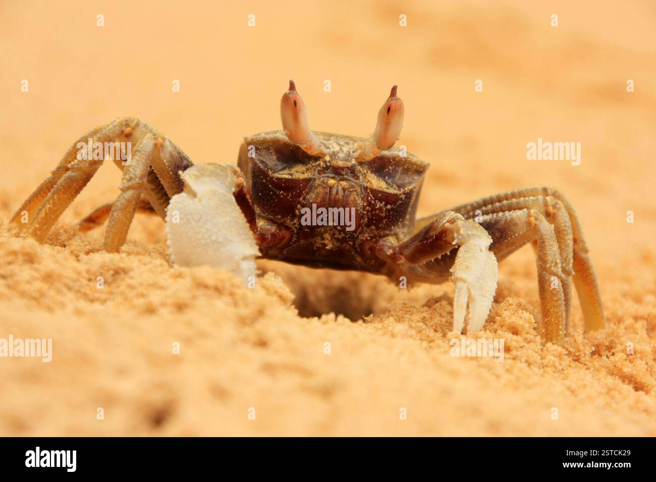 Horn-eyed ghost crab (Ocypode ceratophthalmus Stock Photo - Alamy