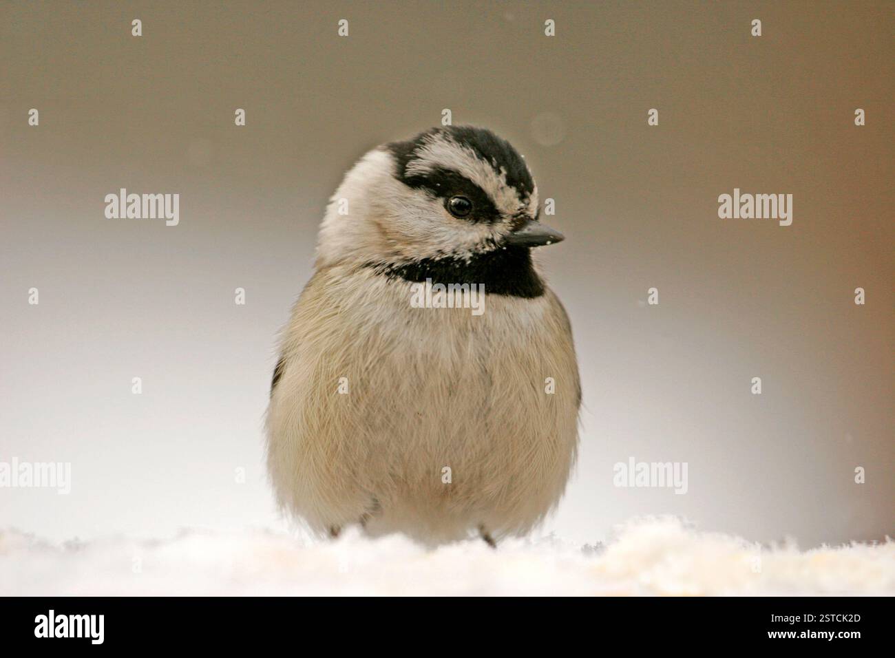 Mountain chickadee hi-res stock photography and images - Alamy