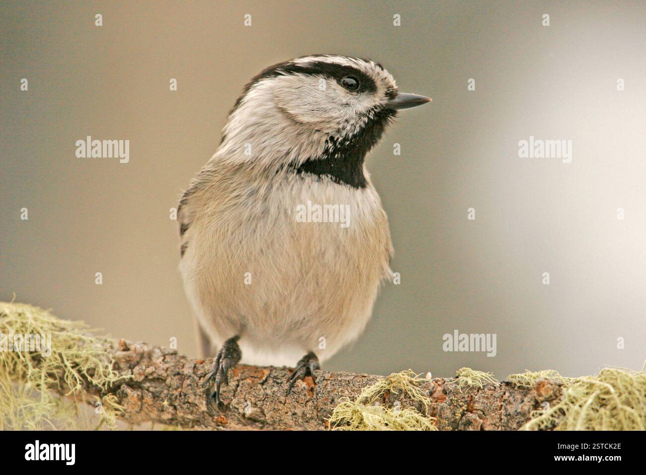 Mountain chickadee hi-res stock photography and images - Alamy