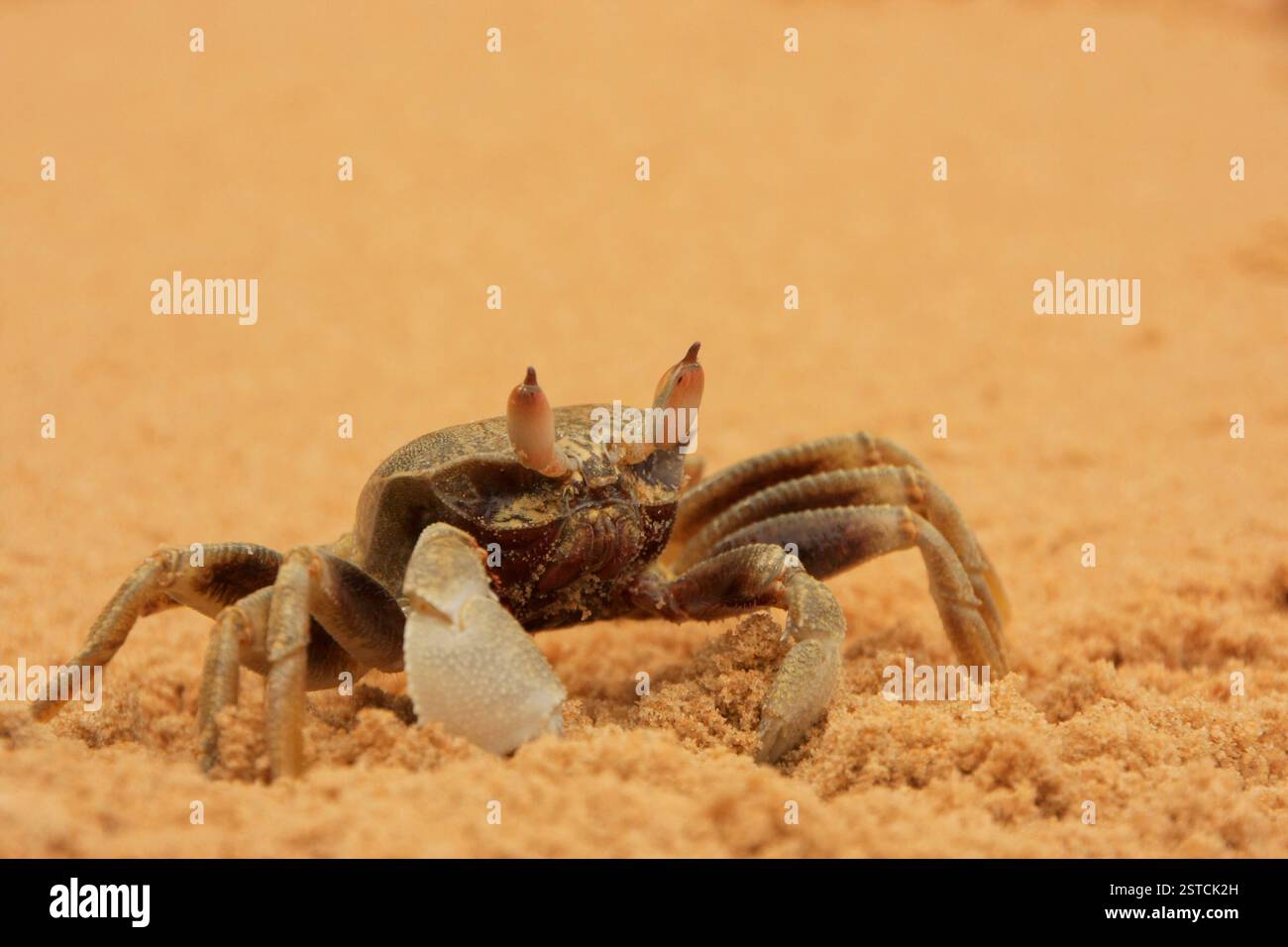 Horn-eyed ghost crab (Ocypode ceratophthalmus Stock Photo - Alamy