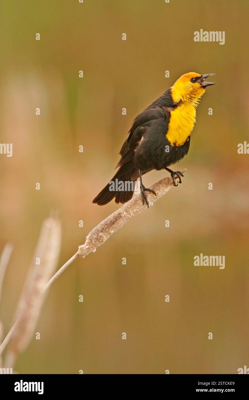 Yellow-headed Blackbird male (Xanthocephalus xanth Stock Photo - Alamy