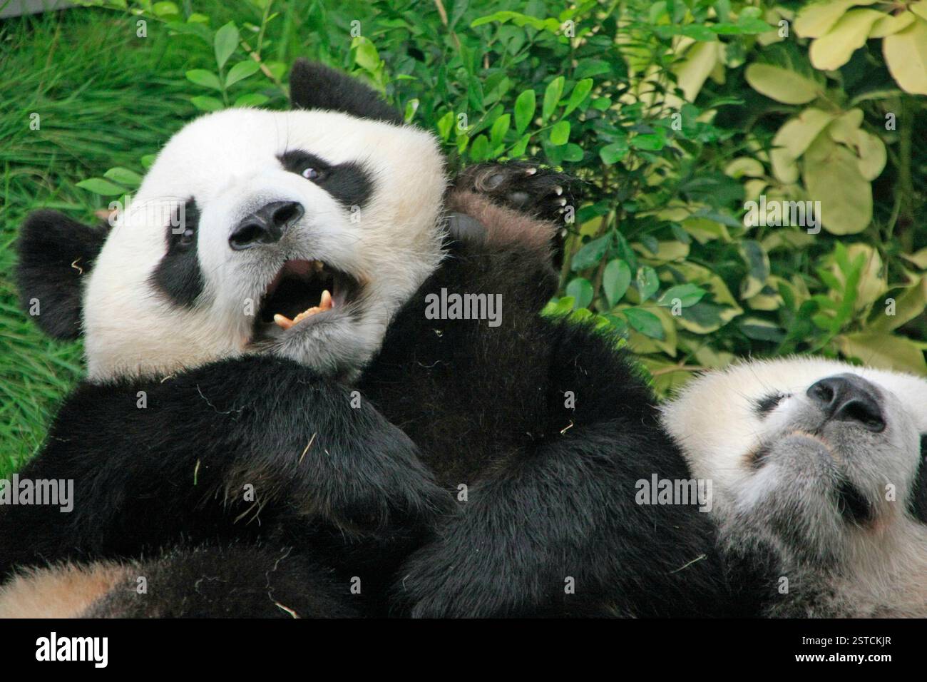 Giant panda bears rolling together (Ailuropoda Melanoleuca), China ...