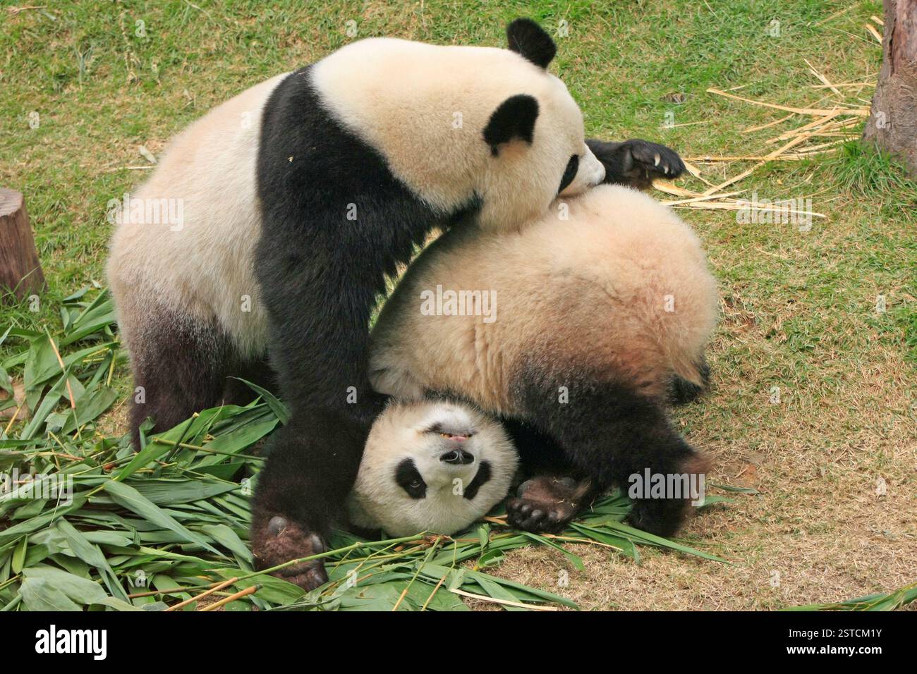 Giant panda bears (Ailuropoda Melanoleuca) playing together , China ...
