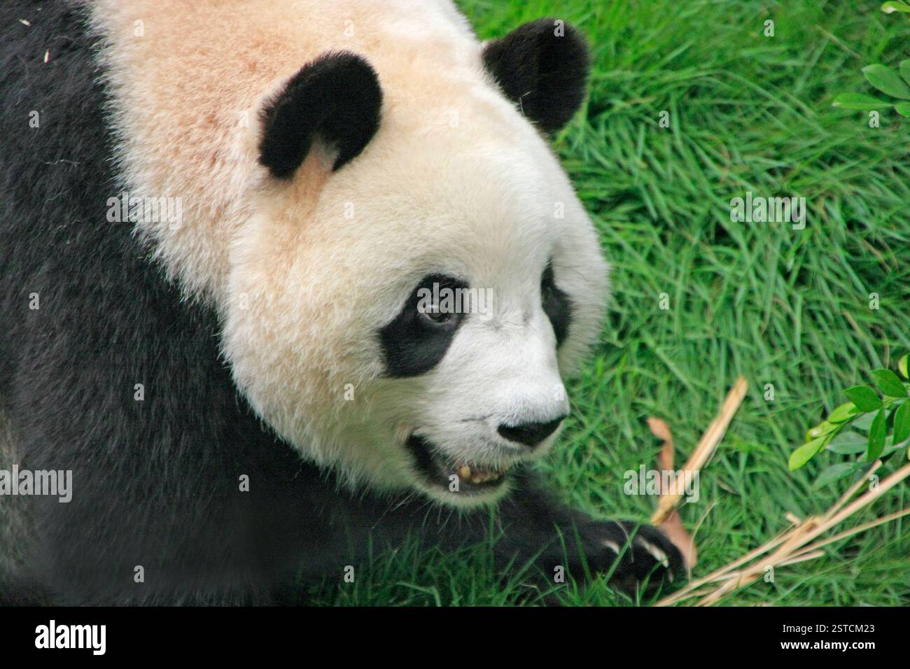 Giant panda bear Stock Photo - Alamy