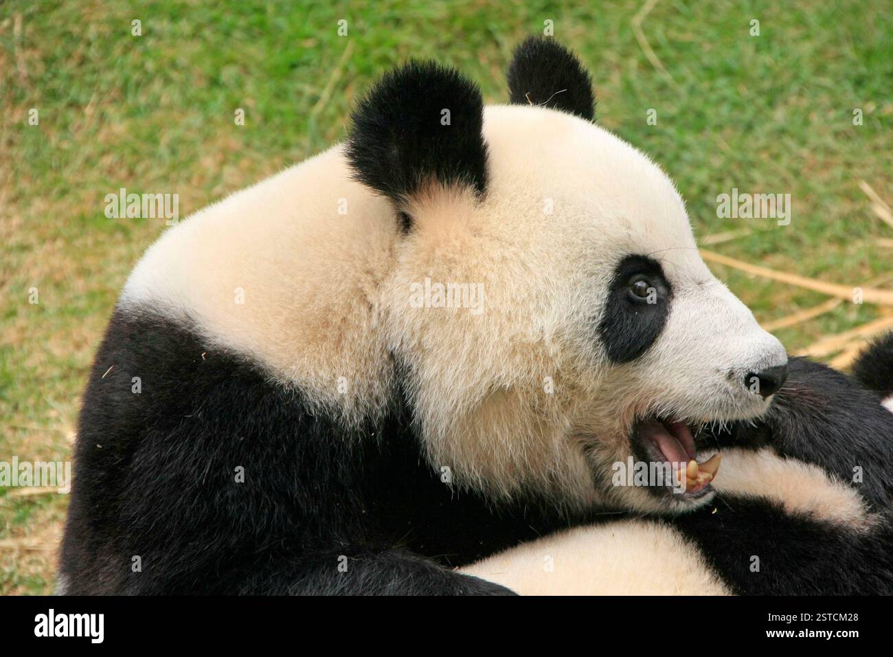 Giant panda bears (Ailuropoda Melanoleuca Stock Photo - Alamy