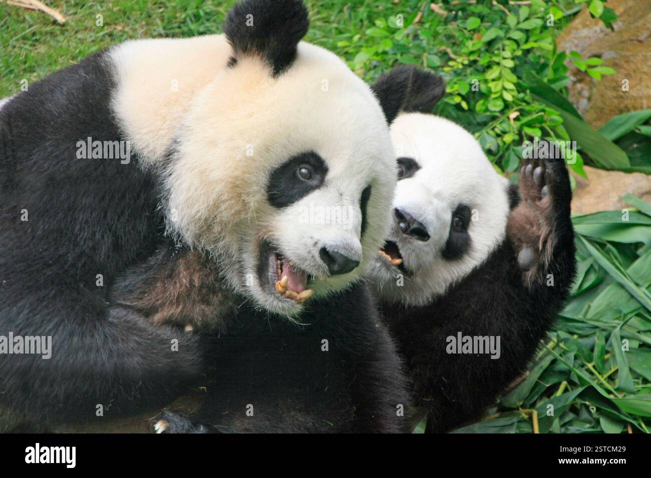 Giant panda bears (Ailuropoda Melanoleuca Stock Photo - Alamy