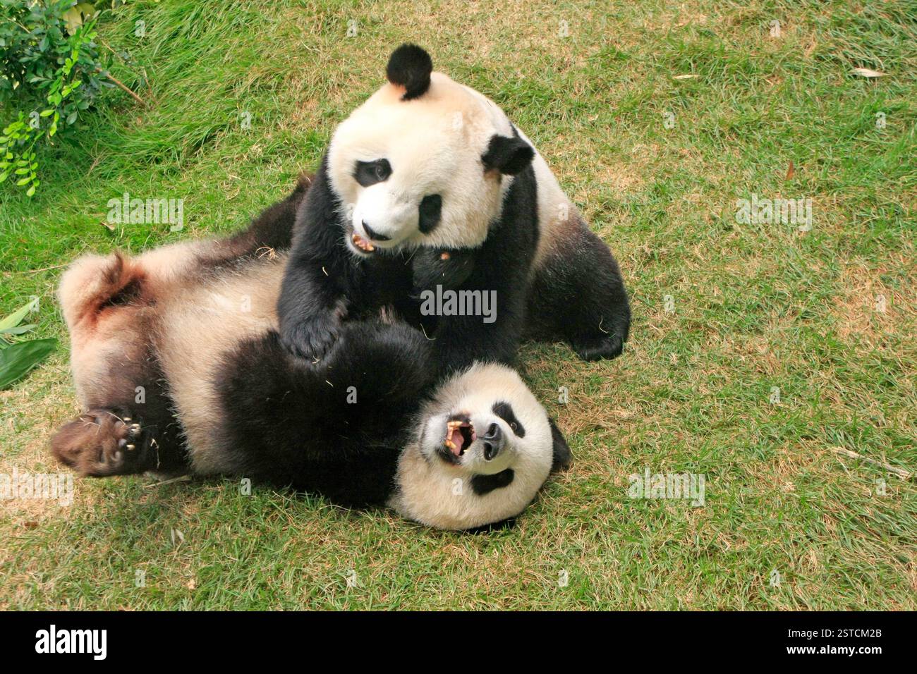 Giant panda bears (Ailuropoda Melanoleuca Stock Photo - Alamy