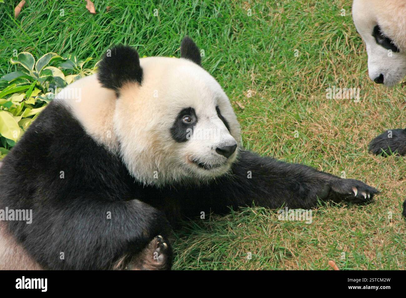 Giant panda bears (Ailuropoda Melanoleuca Stock Photo - Alamy