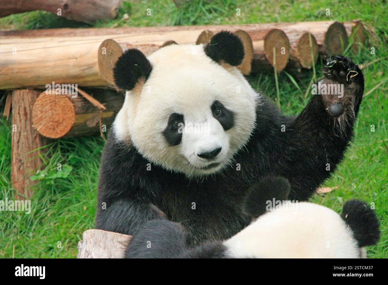 Giant panda bears (Ailuropoda Melanoleuca Stock Photo - Alamy