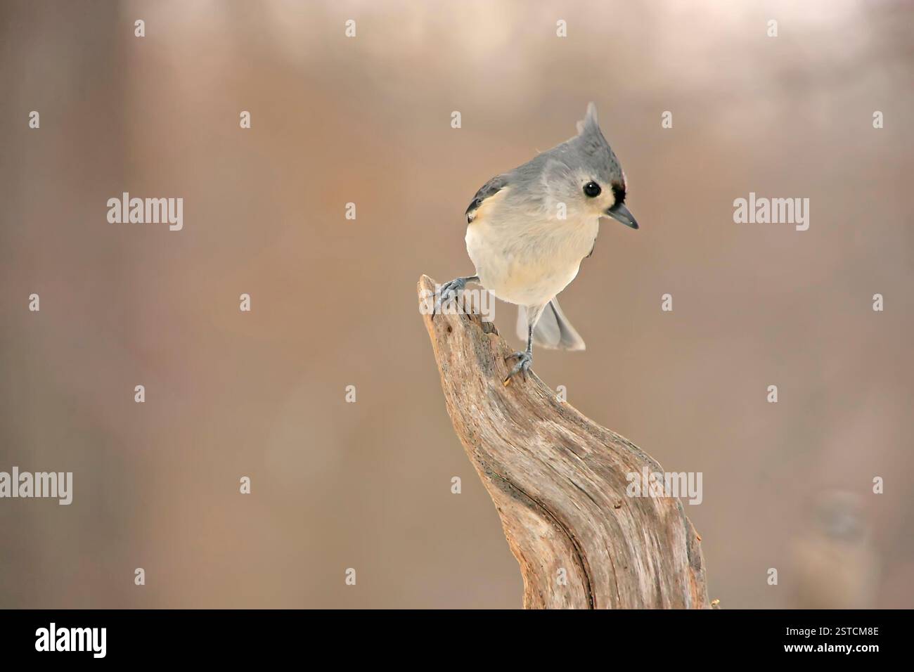 Baeolophus bicolor tufted titmouse hi-res stock photography and images ...