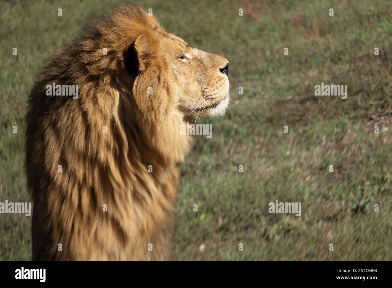Lion, Savanna, Africa - Male lion standing in tall grass in the African ...