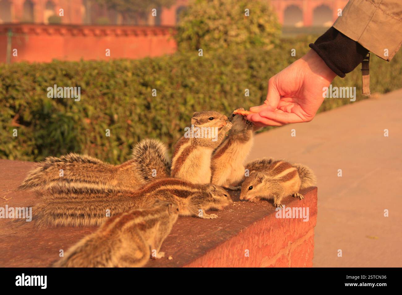 Nothern palm squirrels (Funambulus pennantii) eati Stock Photo - Alamy