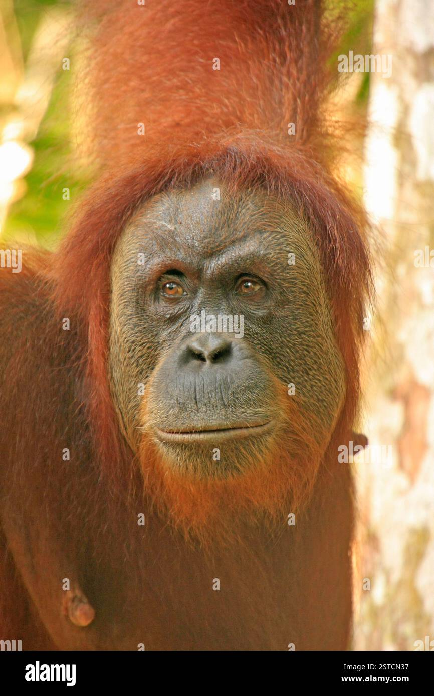 Portrait of female orangutan (Pongo abelii), Sumat Stock Photo - Alamy