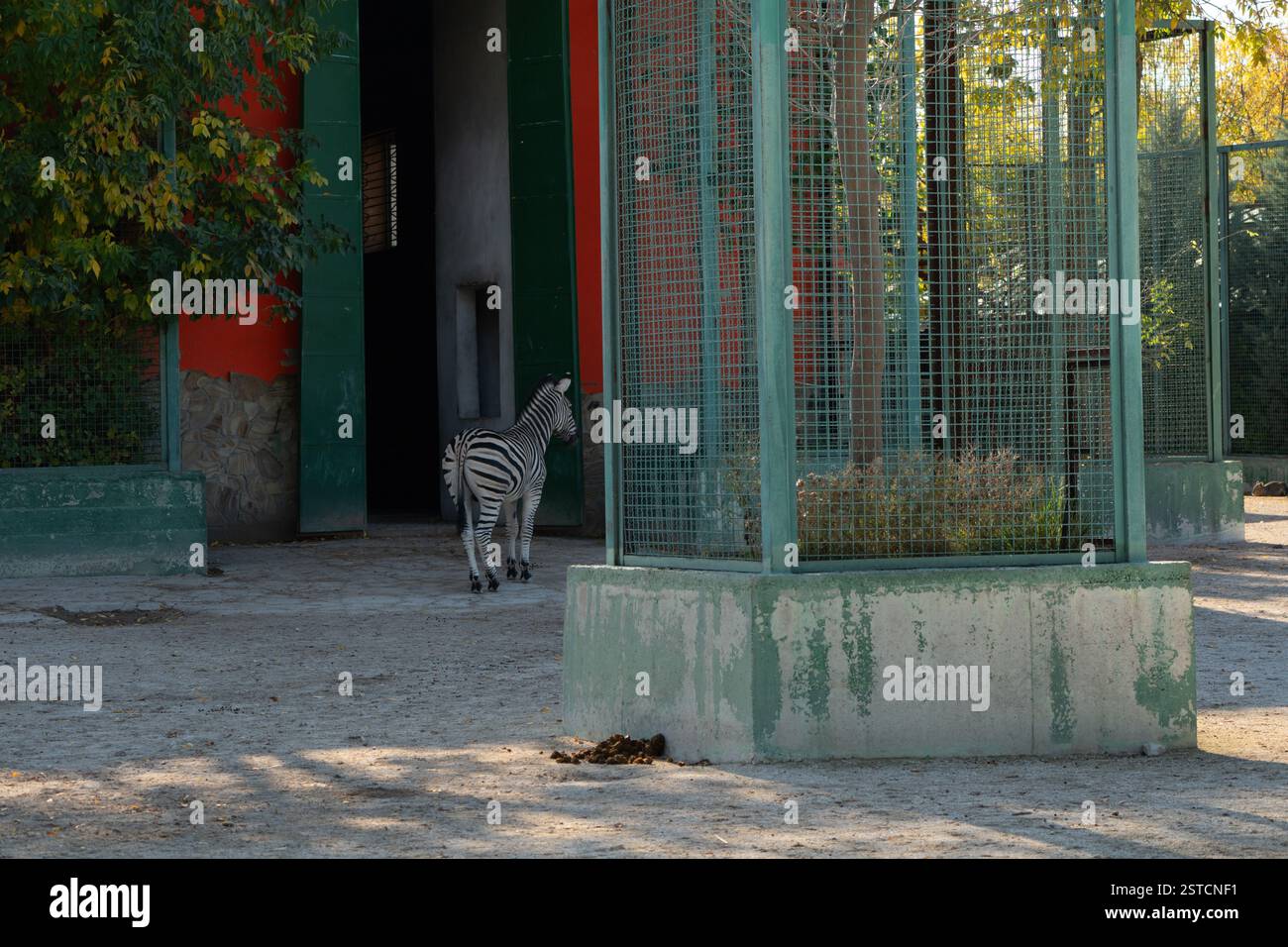 Zebra Foal Zoo Enclosure: Young zebra explores its outdoor enclosure at ...