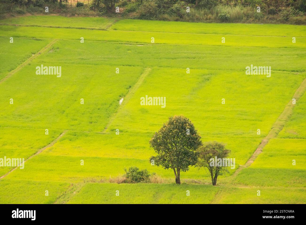 Rice field, Cambodia Stock Photo - Alamy