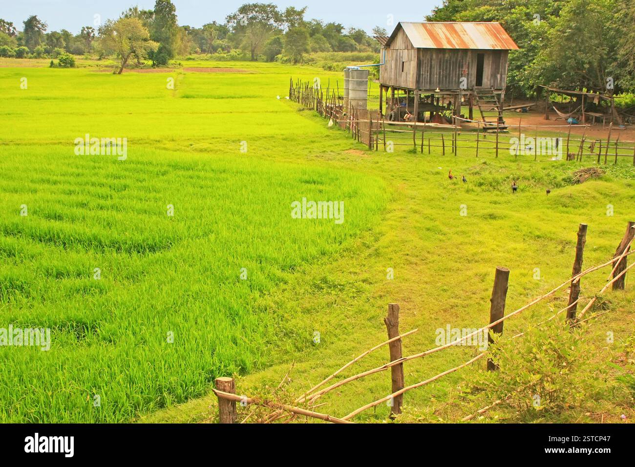 Rice field wooden stilt house hi-res stock photography and images - Alamy